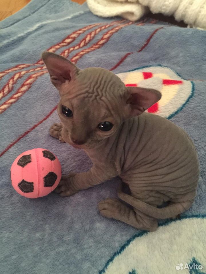 Канадский сфинкс котёнок