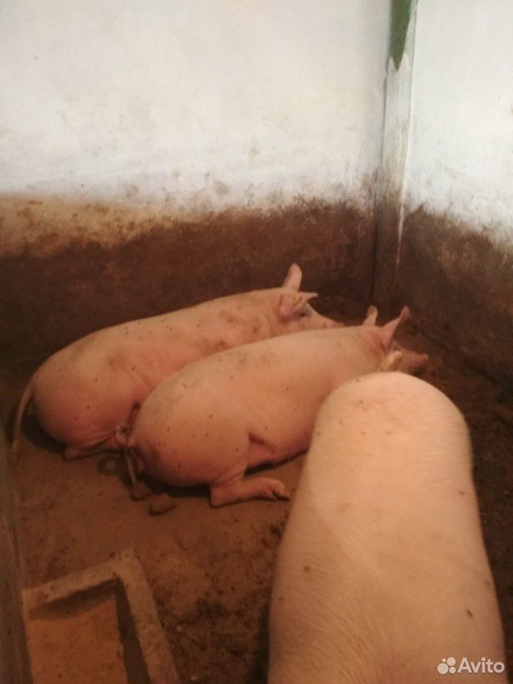 Свиньи живым весом