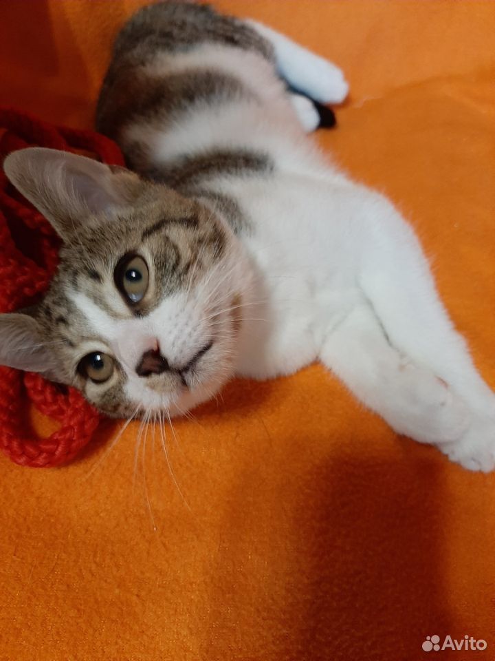 Котенок Релакс ждёт Вас