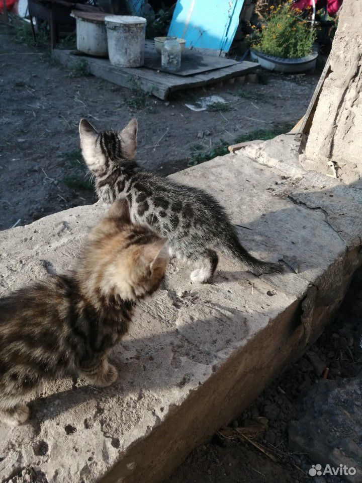 В хорошие ручки бенгалята