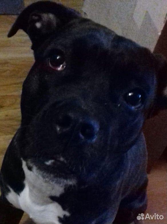 Молодая стаффочка ждёт пап-мам