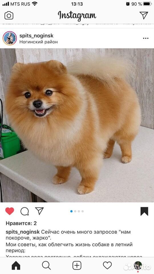 Шпиц вязка (случка) ищет избранницу