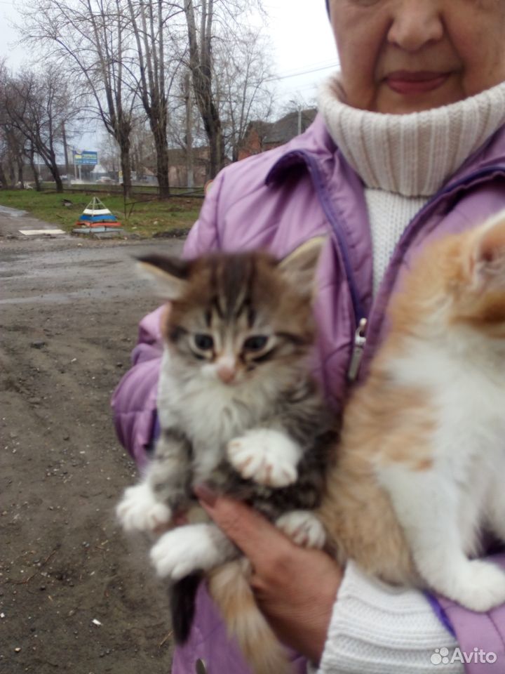 Черные пушистые котишки-братишки