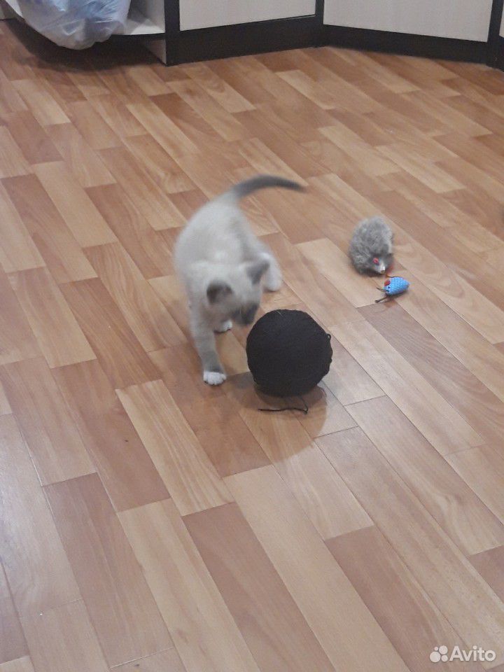 Милая кошечка