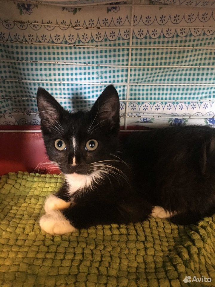 Котёнок Максик 1,5 мес ласковый