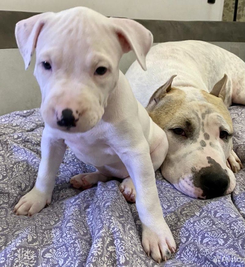 Белая девочка прайтер