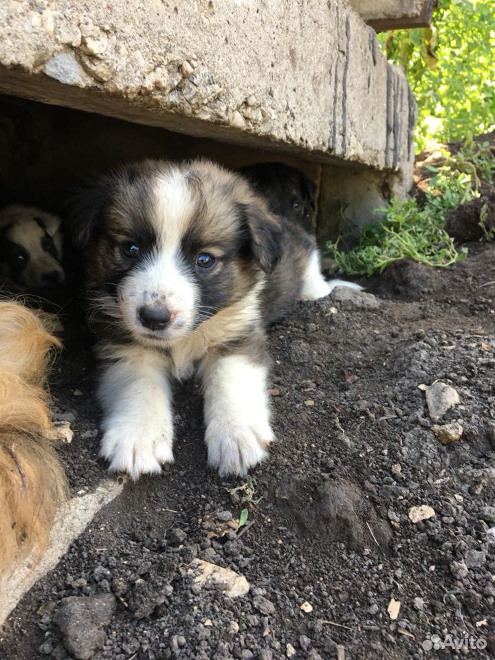 Ищет дом щенок мелкой Собачки Татоша