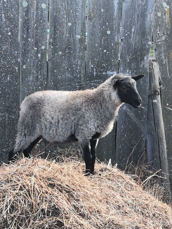 Ягнята романовские