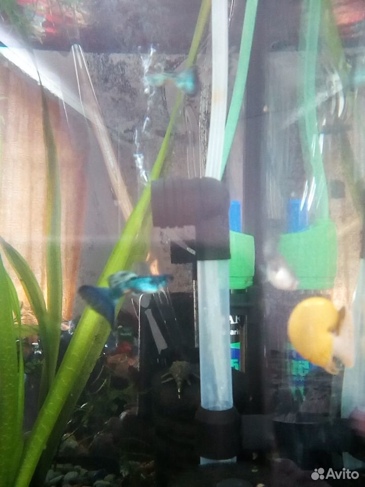 Аквариумные рыбки