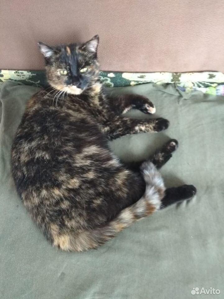 Кошка трех цветная 1год и 3мес