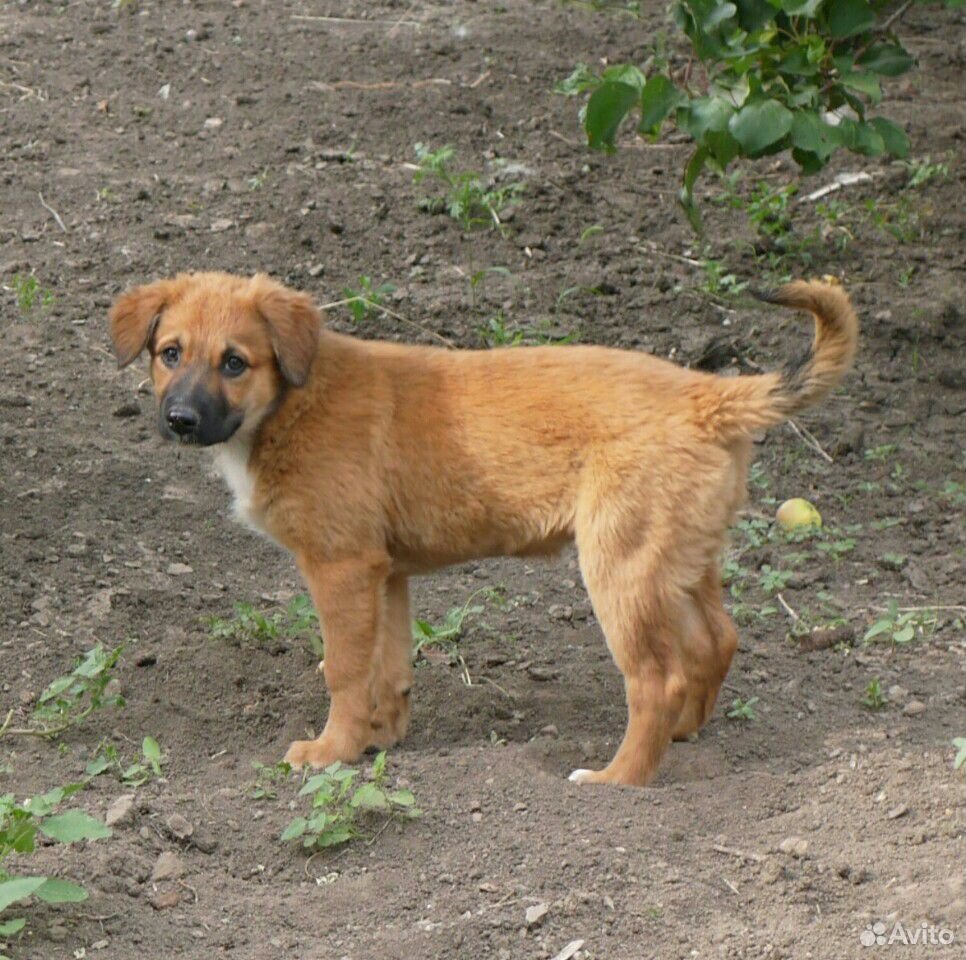 Беспородная Иви в добрые руки