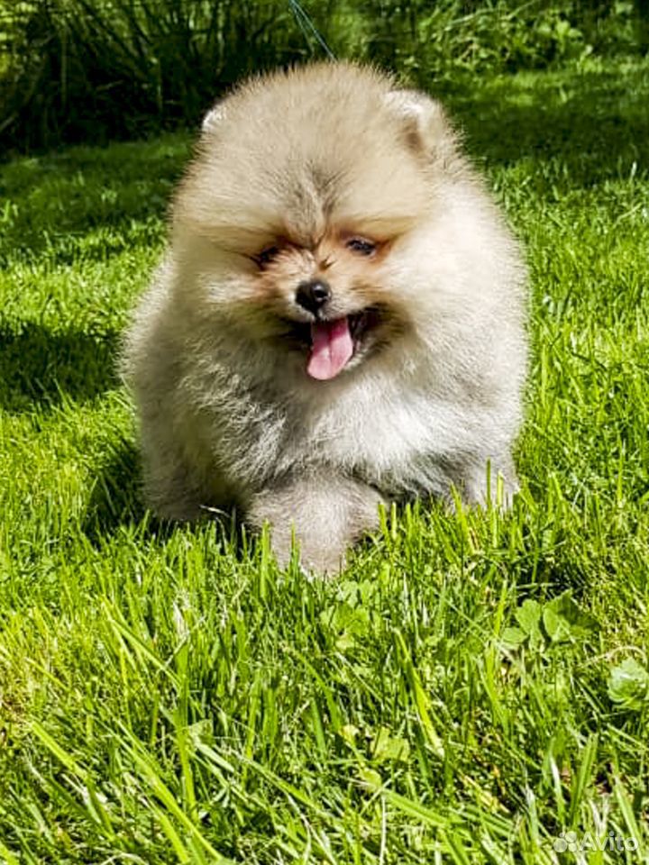 Мальчик мини померанчик