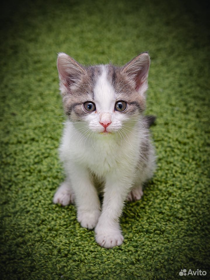 Ищет дом котёнок Гоша, который любит целовашки