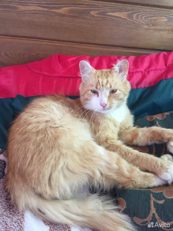 Ищем хозяина для Котофея