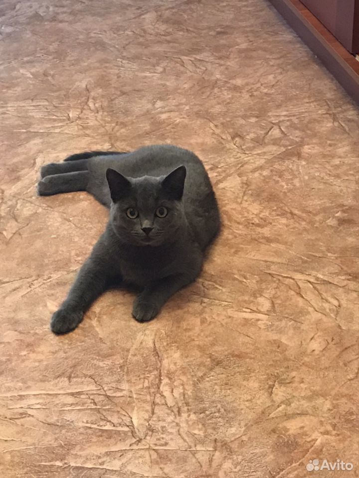 Продам кошу