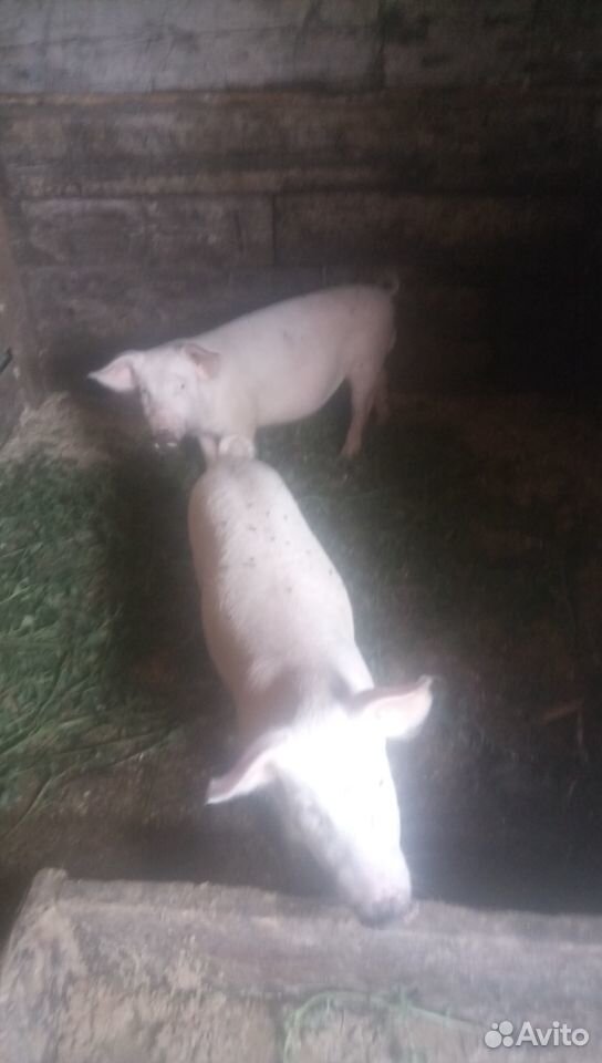 Поросенок ландрас