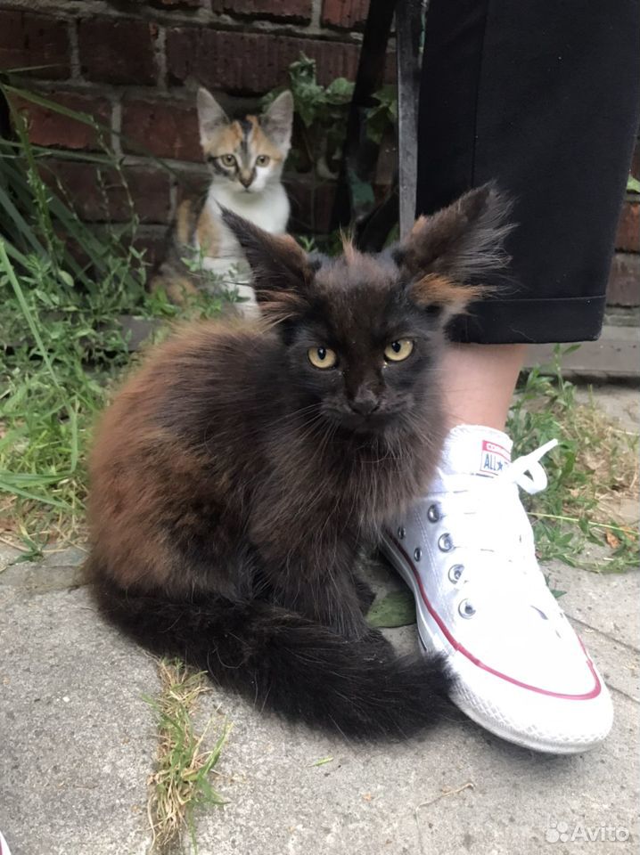 Котята