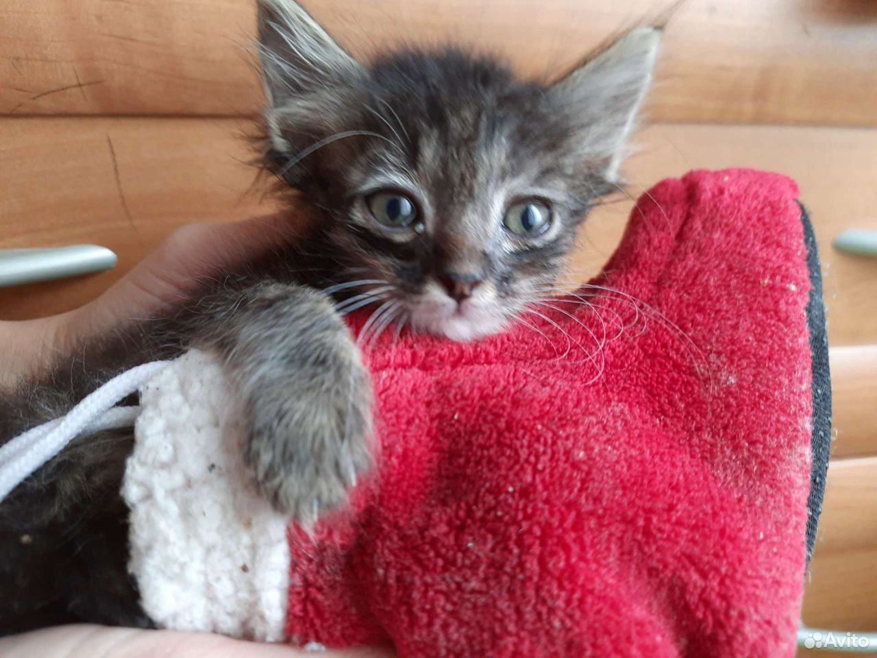 Котята