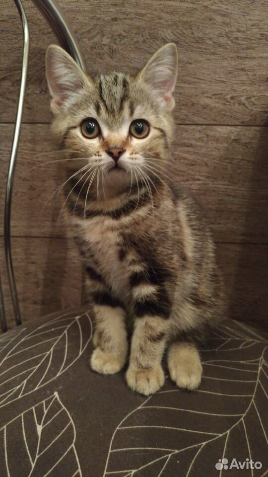 Котенок шотландский мраморный
