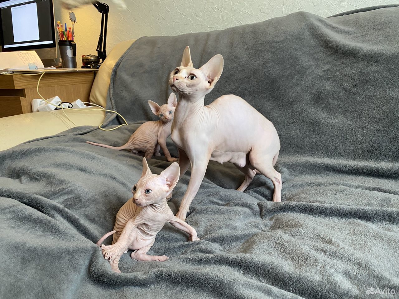 Котята Донской сфинкс