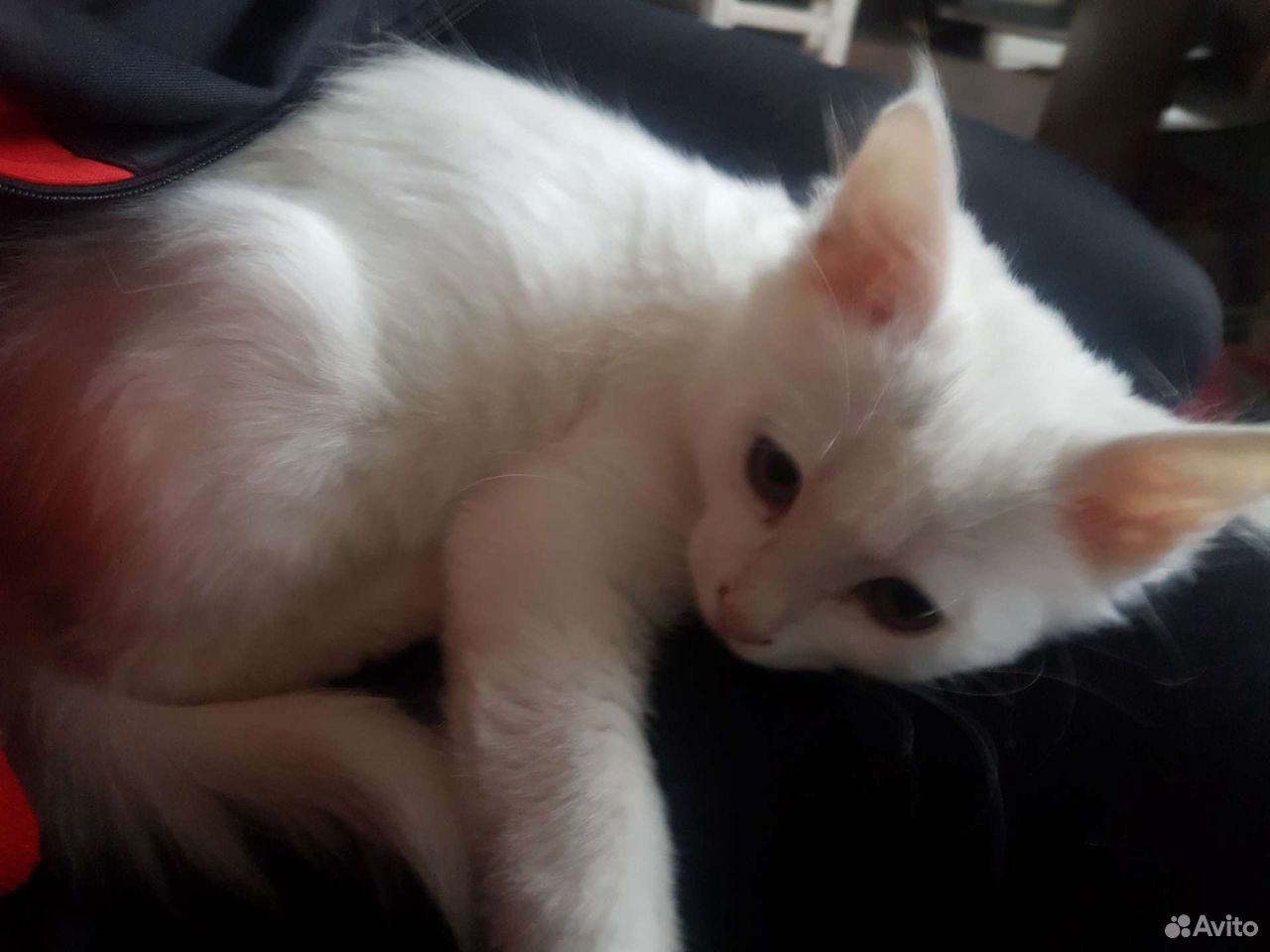 Котёнок Буся