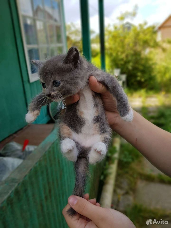 Прелестные котята в добрые руки