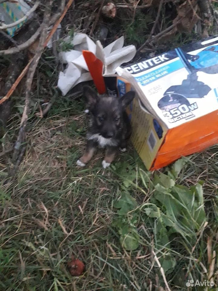 Щенок бесплатно