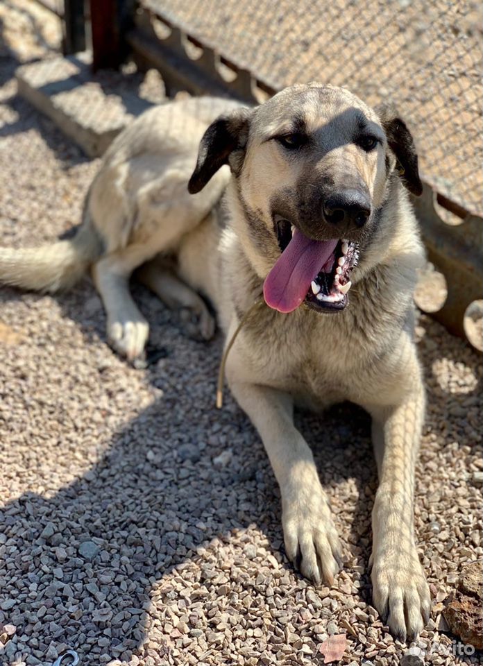 Щенок-подросток Рэм в добрые руки