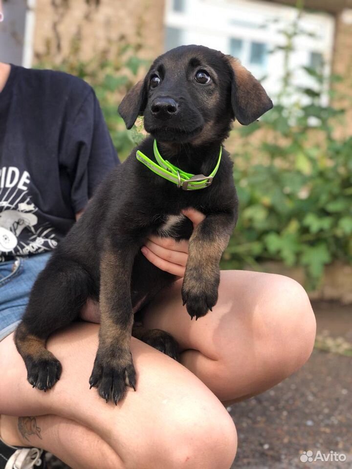 Щенок в будку