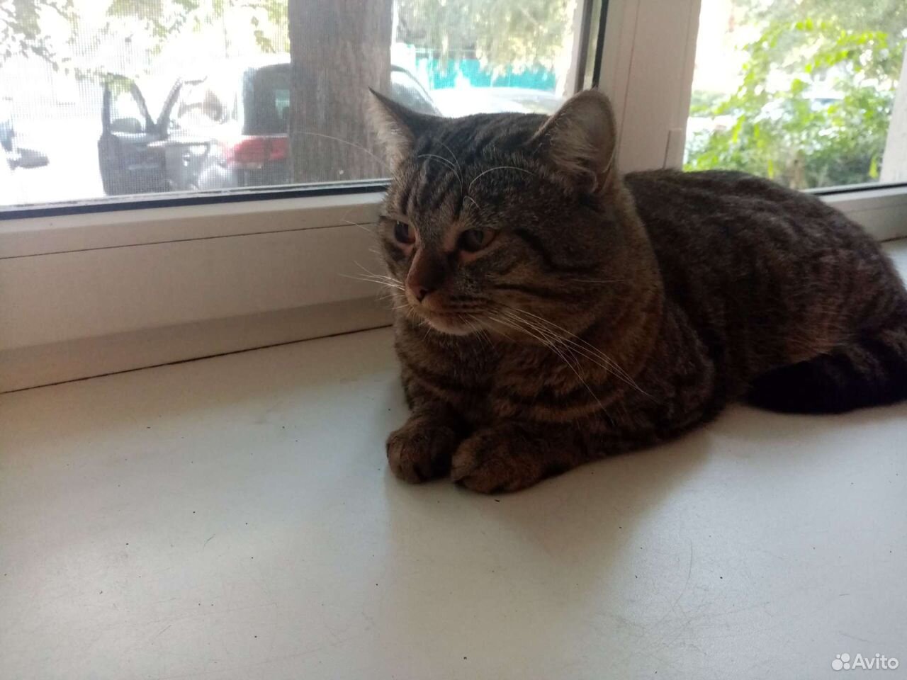 Кот
