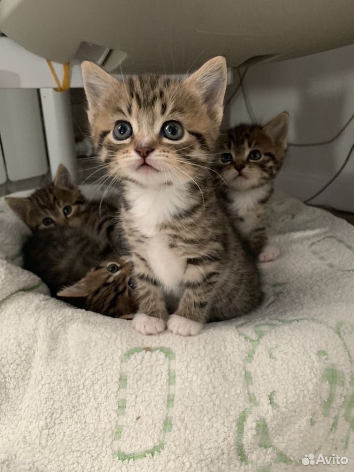Котята