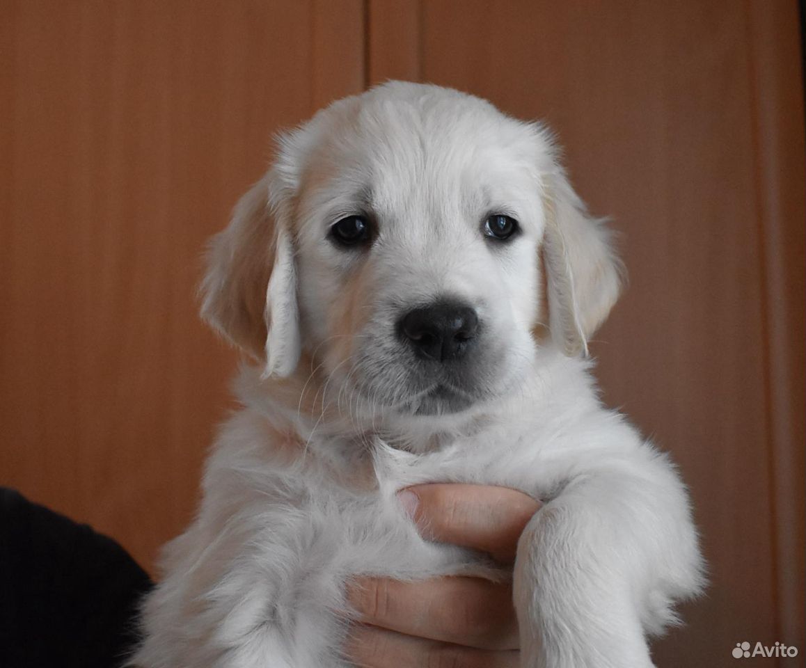 Золотистый ретривер щенки