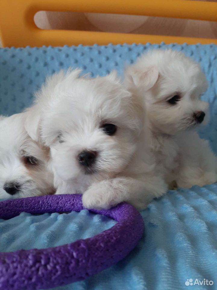 Мальтезе. Крошки на лодошку