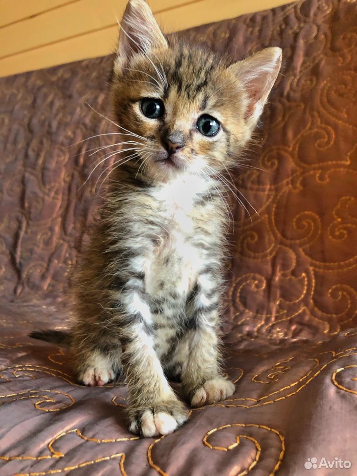 Котёнок ищет своё счастье