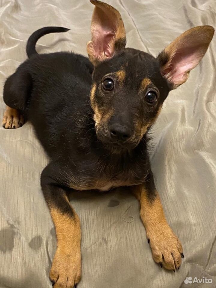 Щенок в добрые руки