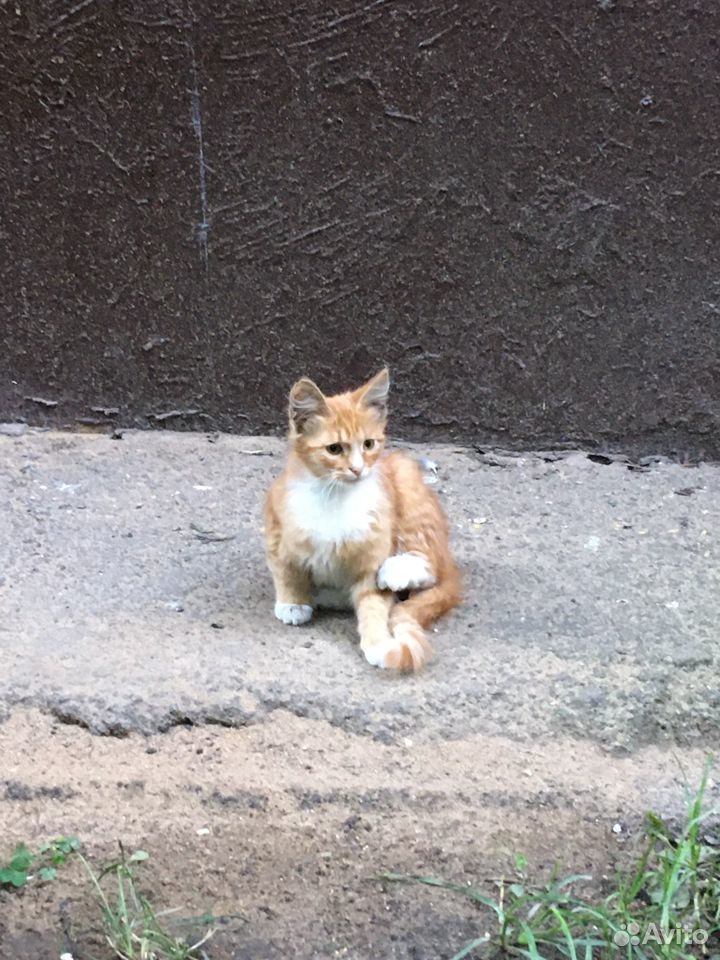 Котенок Лисик