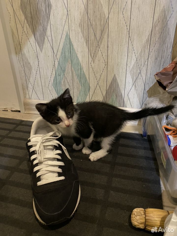 Кица ищет дом