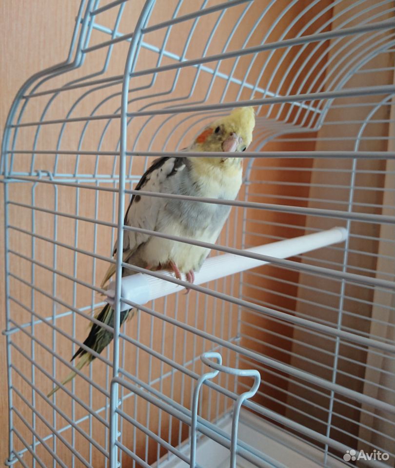Птенец корелла