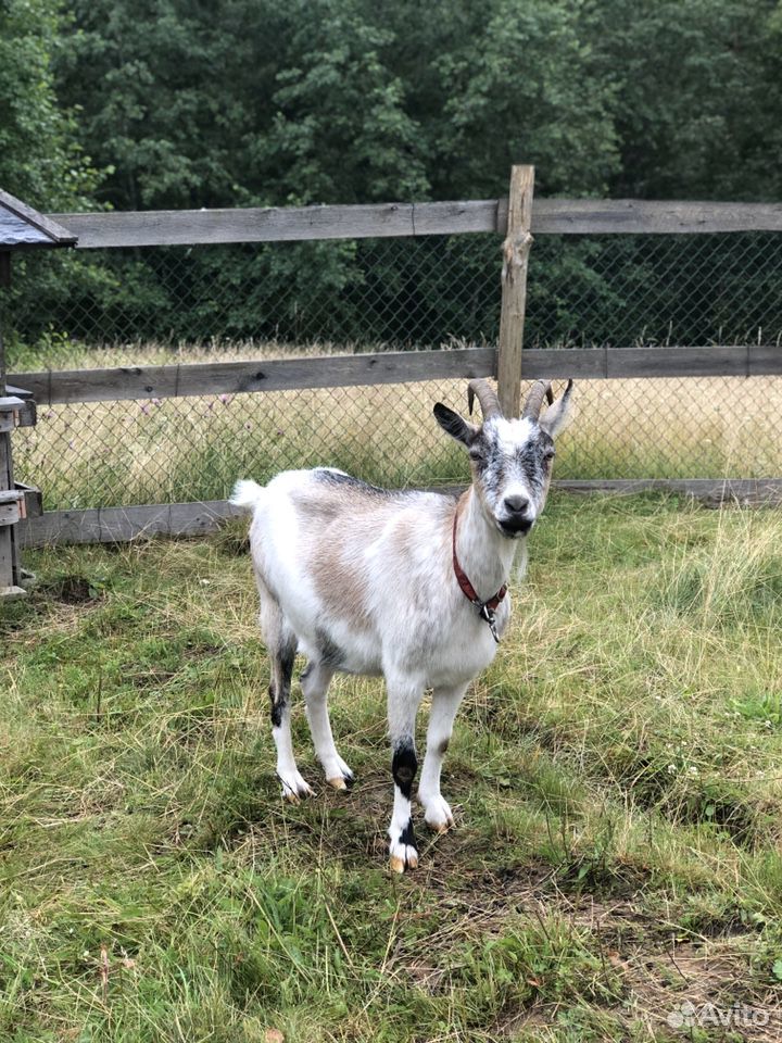 Коза альпийская