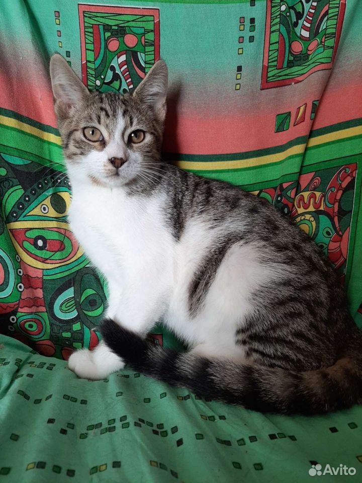 Котенок Релакс и Расслабление 3 мес