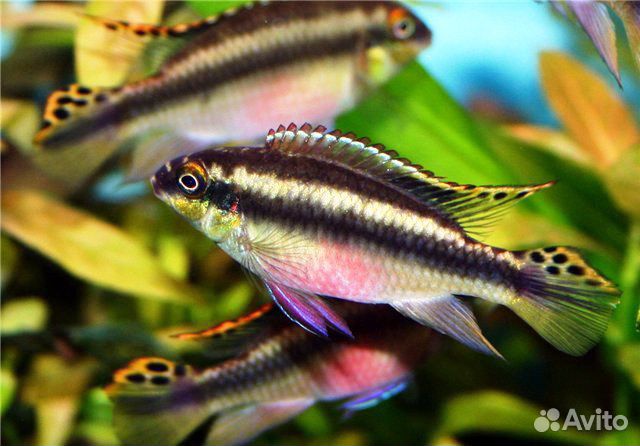Рыба попугайчик-пельвикахромис