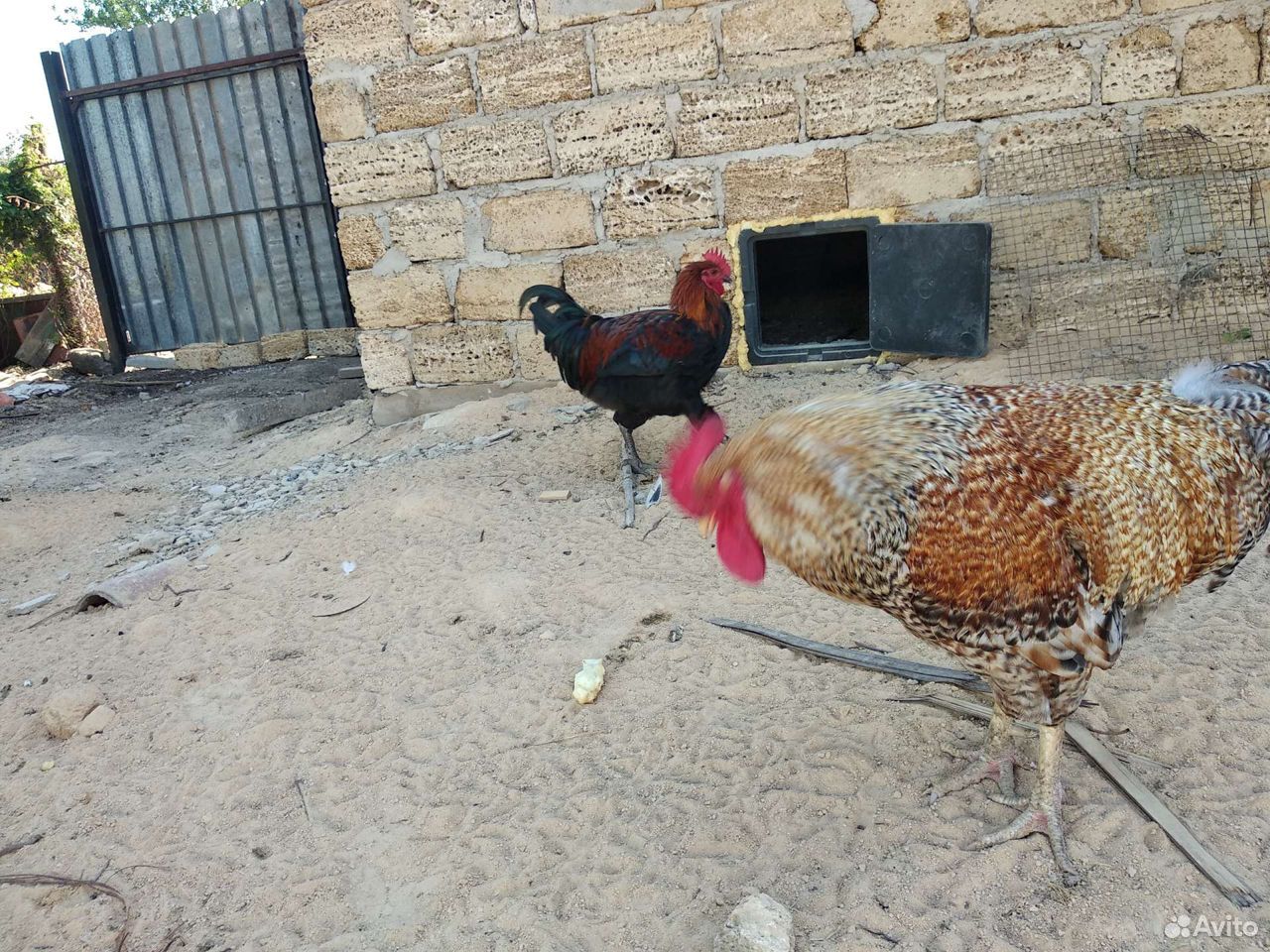 Петушки мараны и белифельдеры продажа или обмен