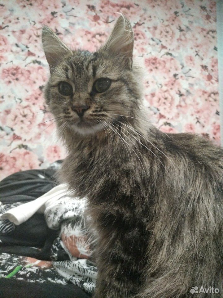 Котик