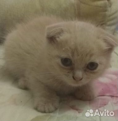 Котята