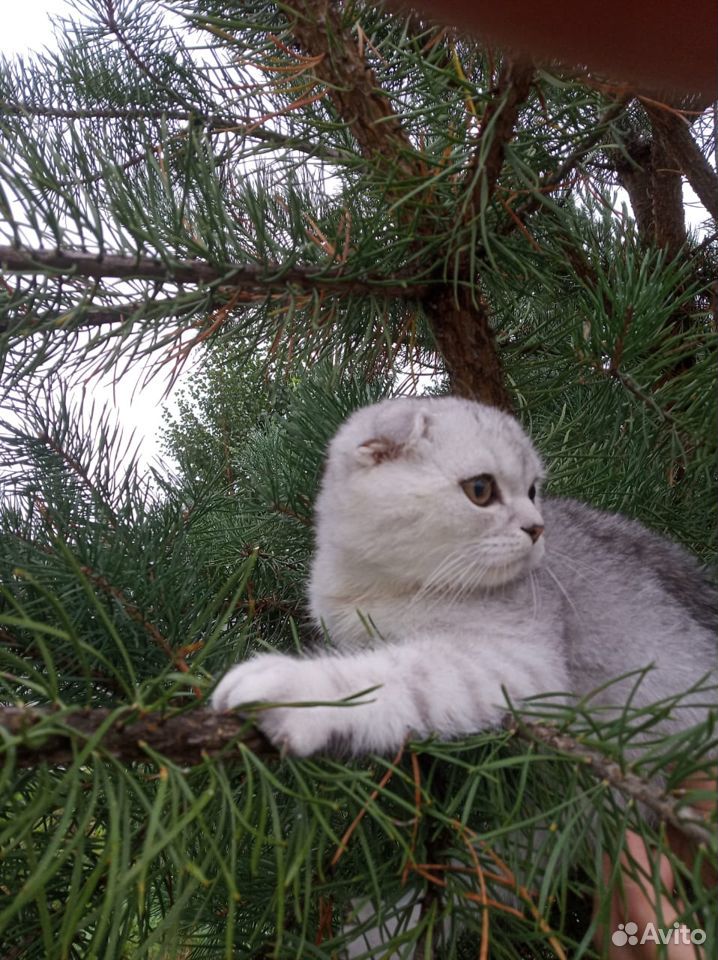 Шотландские вислоухие