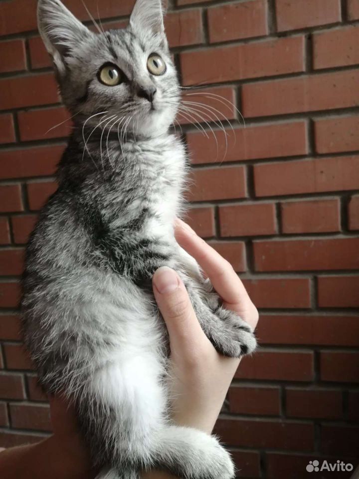 Кошка