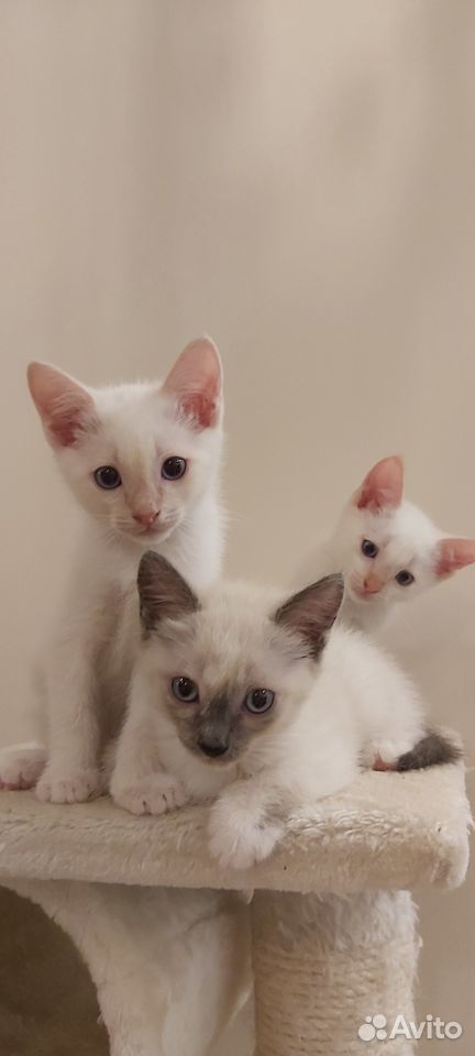 Продаю Тайских котят