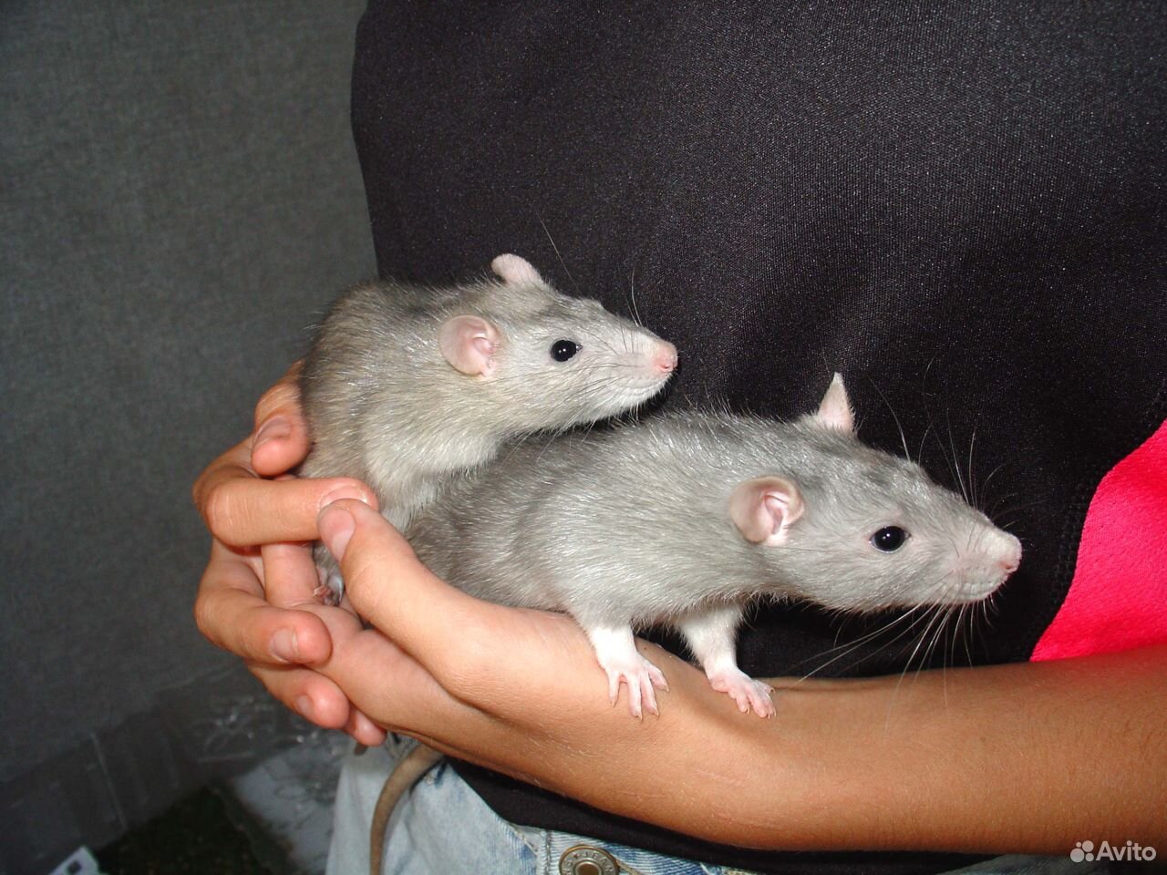 Грызуны, голубые дамбы, две девочки