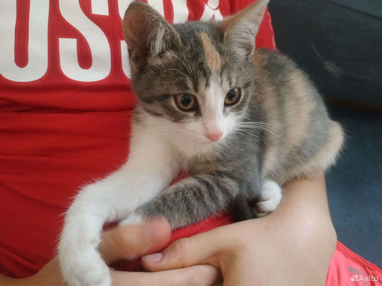 Котенок Соня