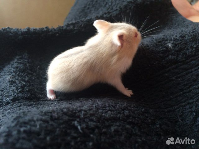 Джунгарский хомяк эксклюзив альбинос